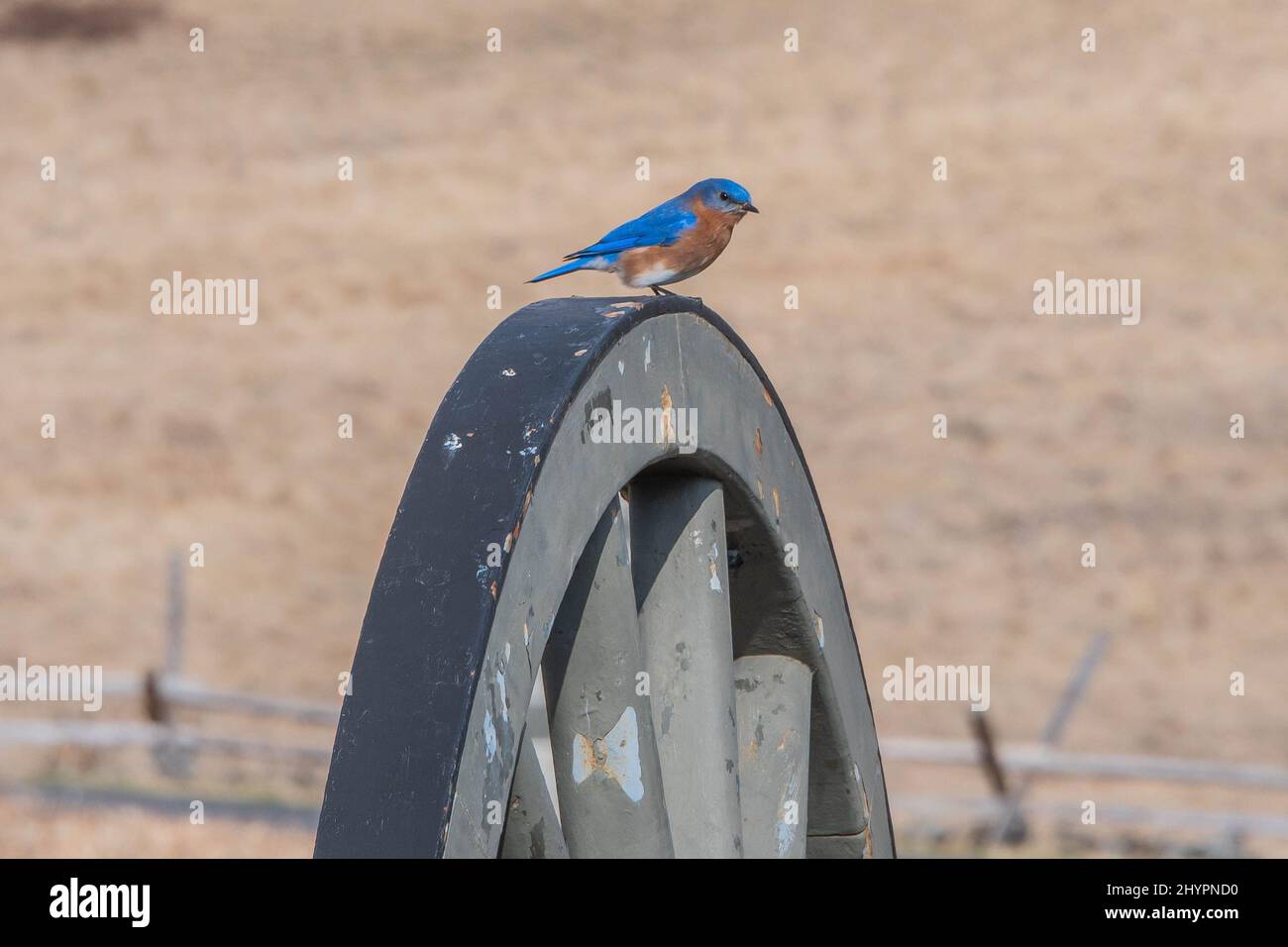 Eastern Bluebird on Cannon Wheel, Gettysburg National Military P:ark ...