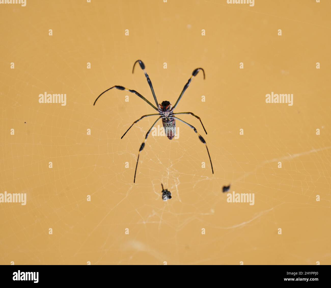 Nephila spider known as golden silk spider due to the color of its web ...
