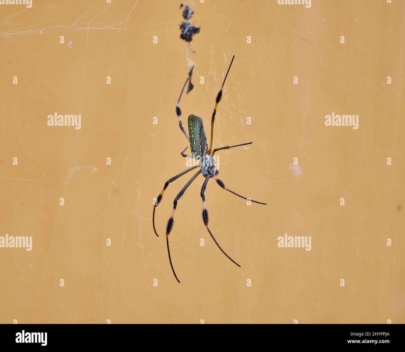 Nephila spider known as golden silk spider due to the color of its web ...