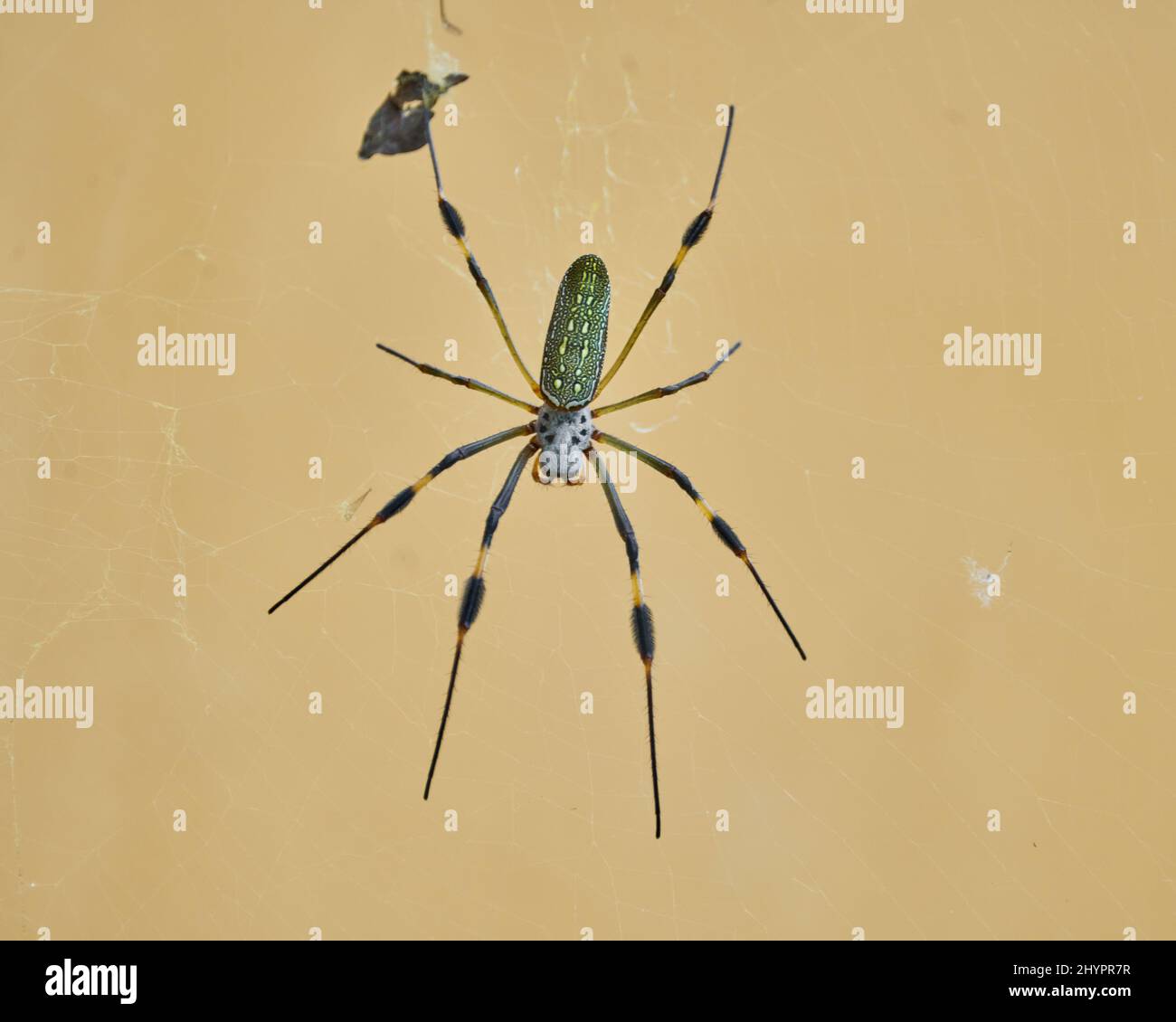 Nephila spider known as golden silk spider due to the color of its web ...