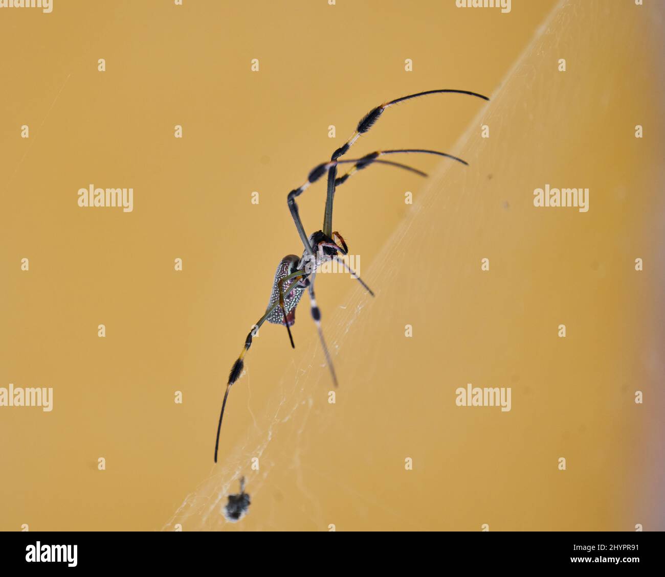 Nephila spider known as golden silk spider due to the color of its web ...
