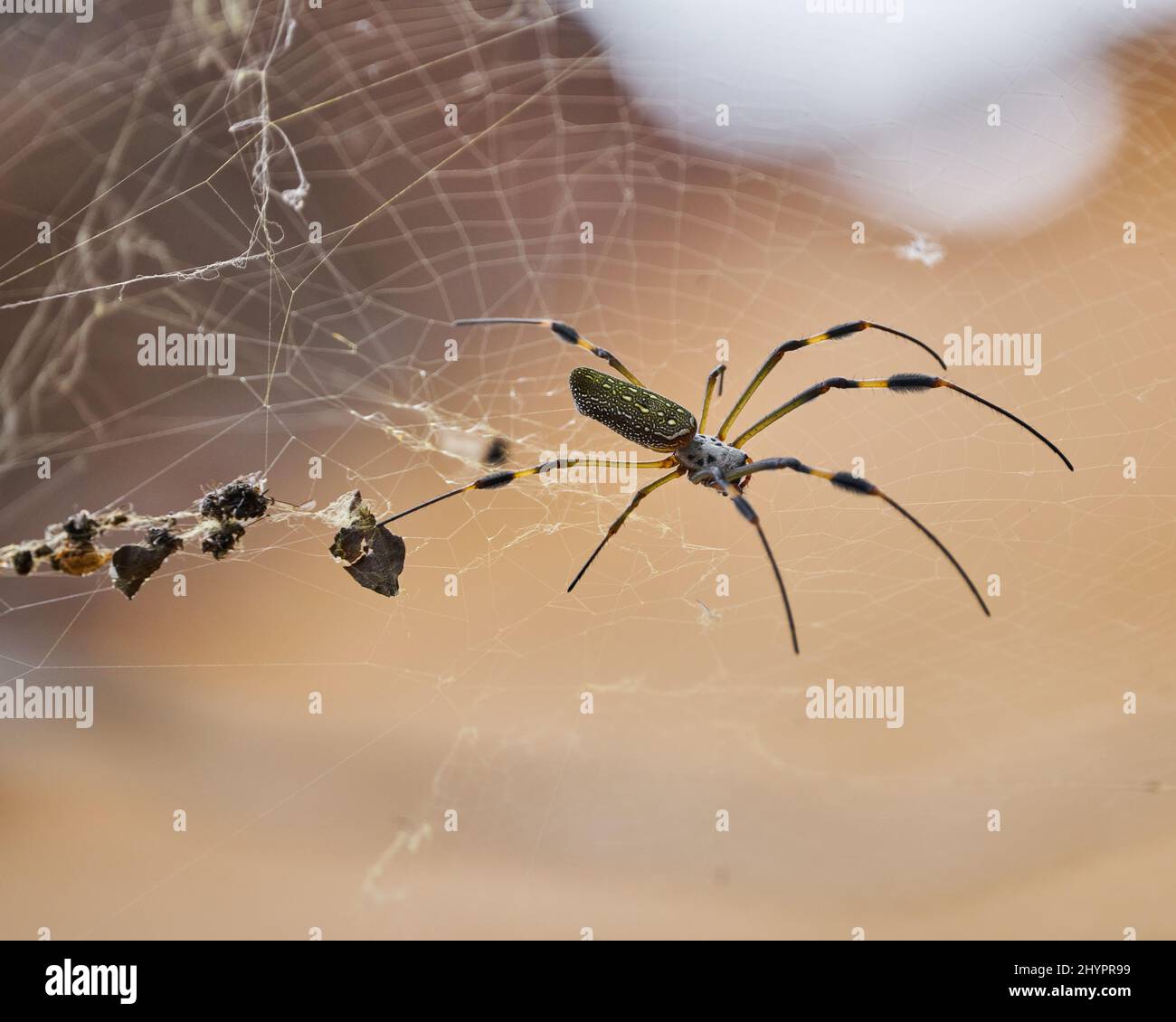 Nephila spider known as golden silk spider due to the color of its web ...