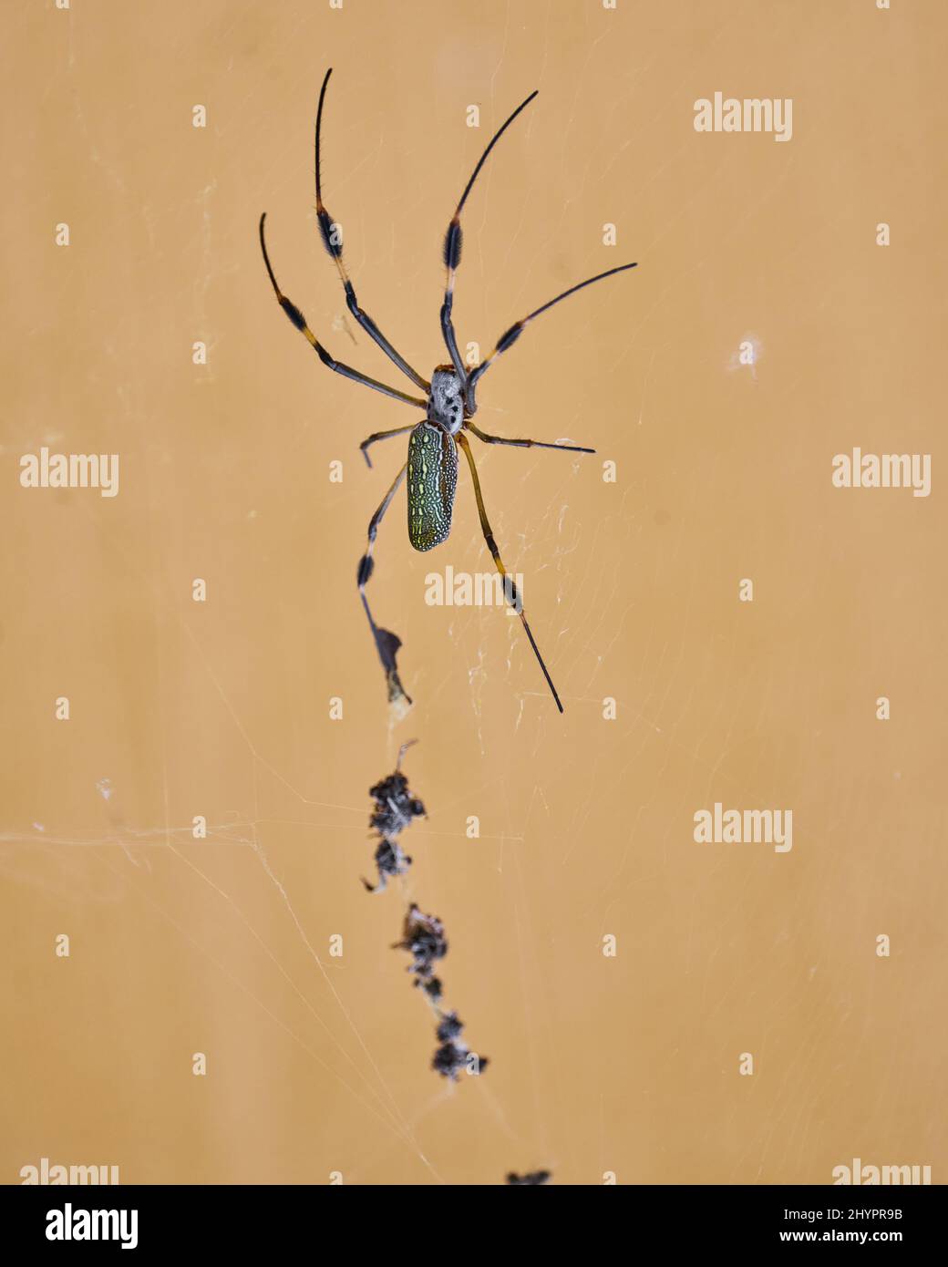 Nephila spider known as golden silk spider due to the color of its web ...