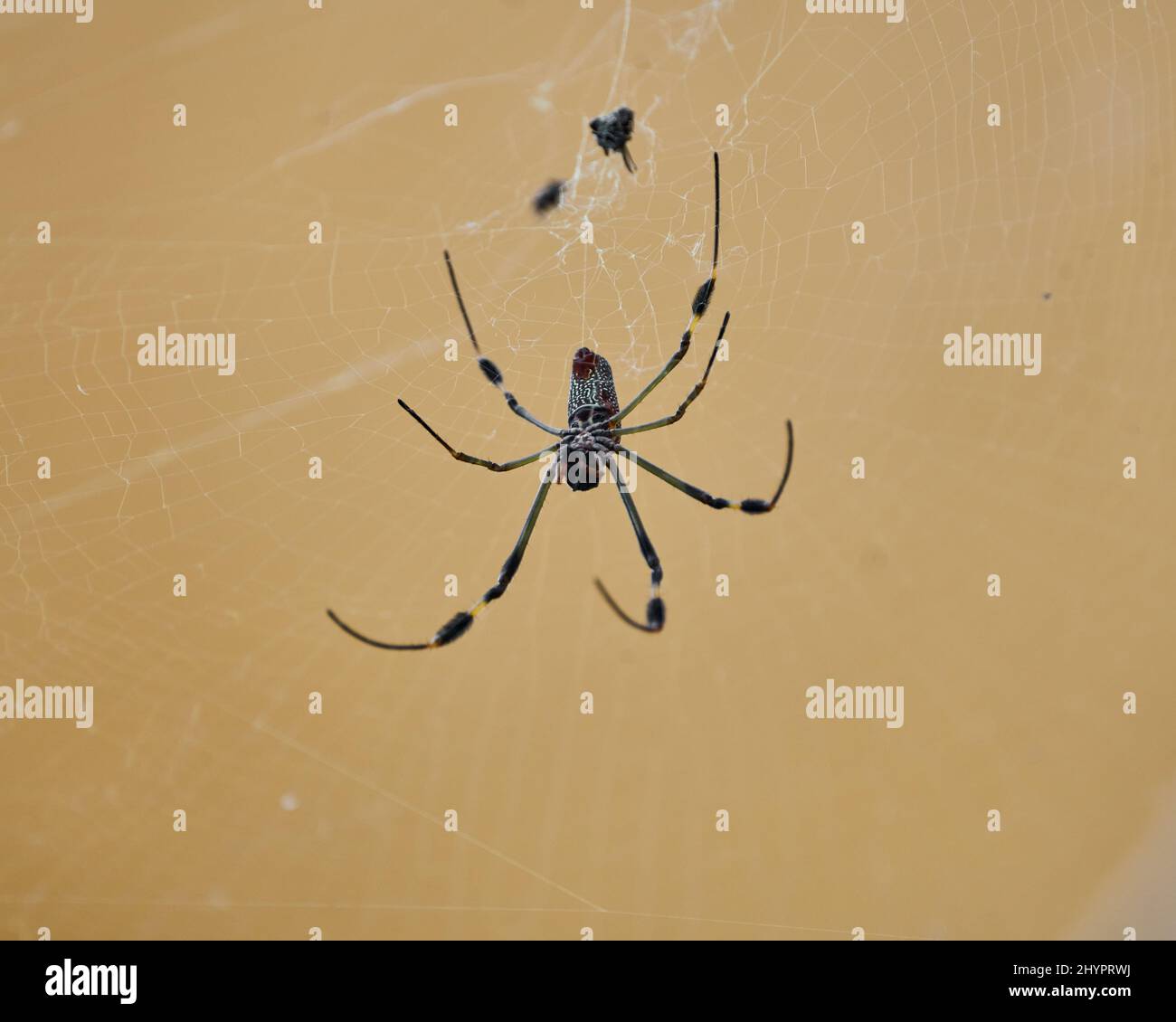 Nephila spider known as golden silk spider due to the color of its web ...