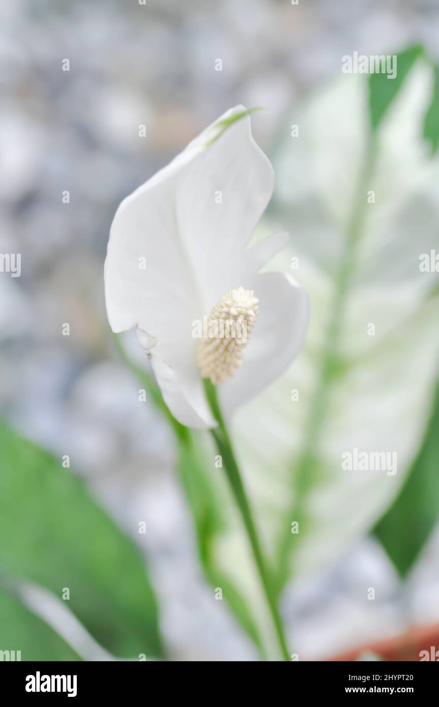 Spathiphyllum, monocotyledonous or Araceae or Spath or Lily Peace with ...