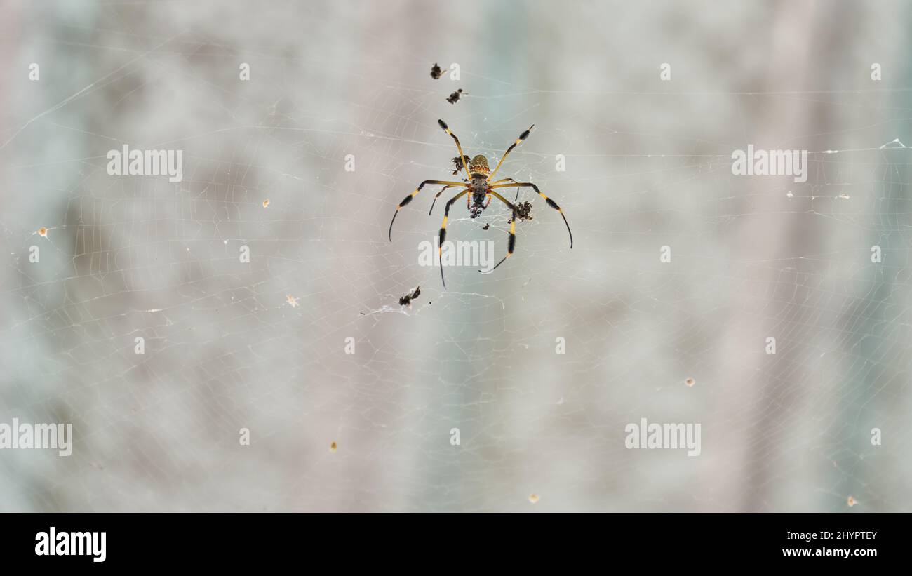 Nephila spider known as golden silk spider due to the color of its web ...