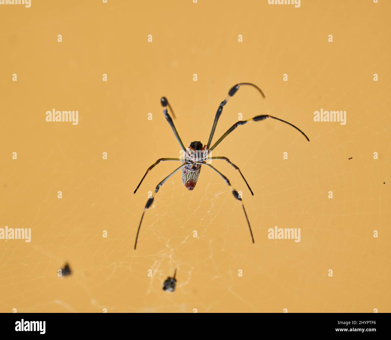 Nephila spider known as golden silk spider due to the color of its web ...