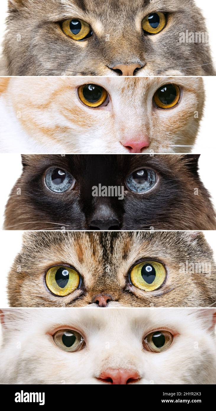 Cats Collage Background