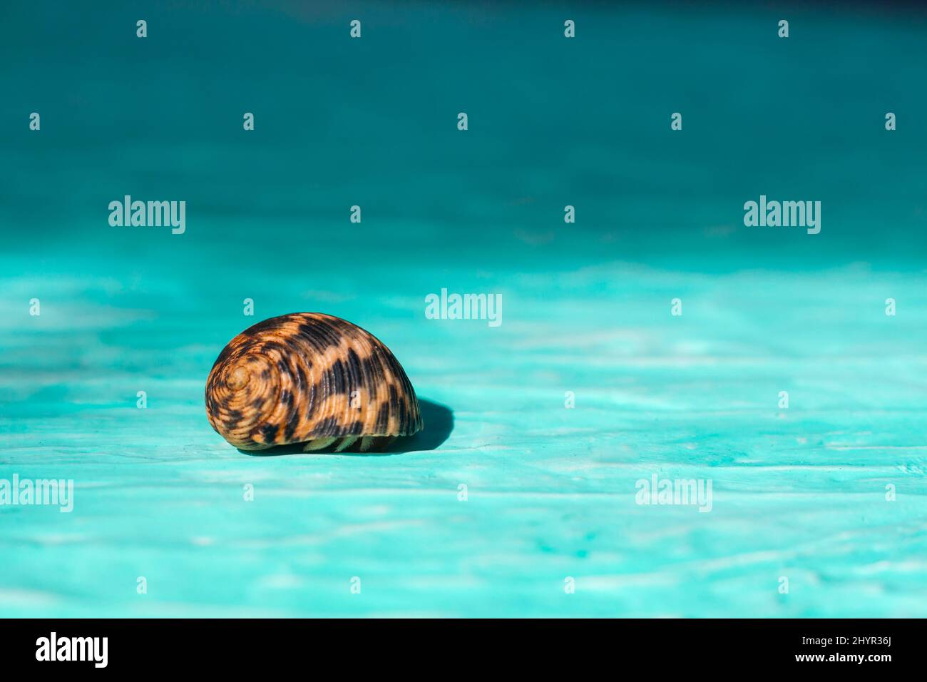 Shy creature hi-res stock photography and images - Alamy