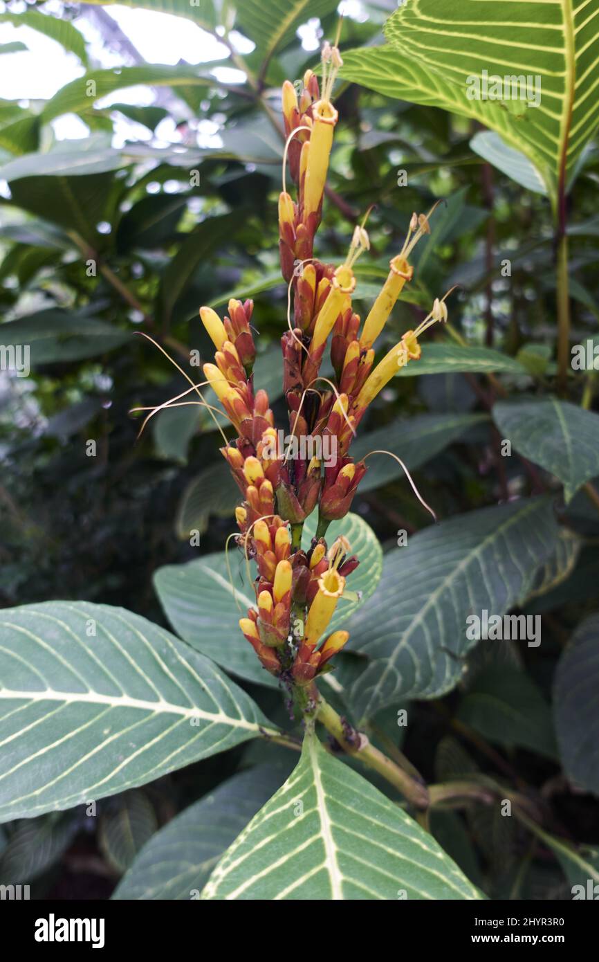 Sanchezia hi-res stock photography and images - Alamy
