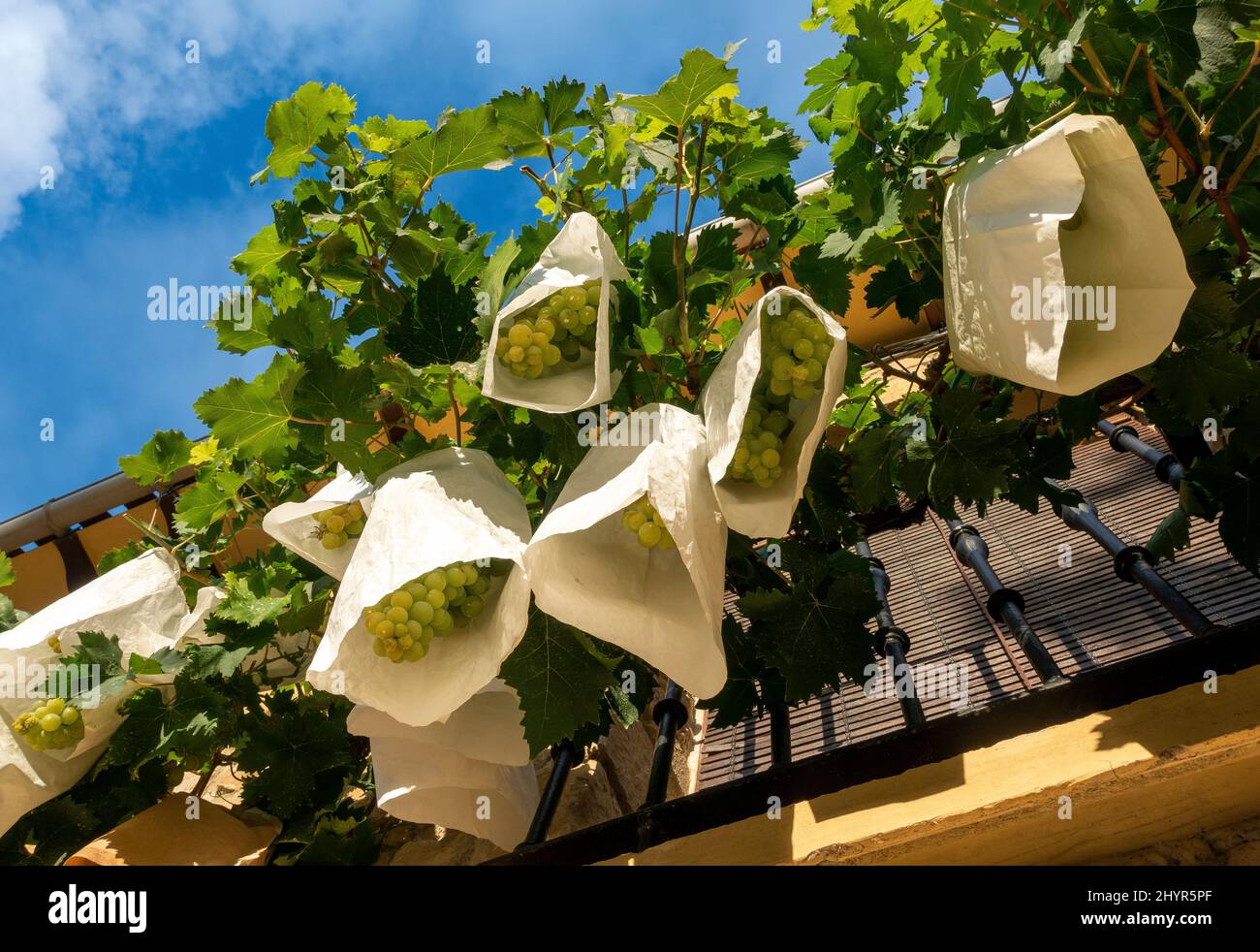 Grapes on vine hi-res stock photography and images - Alamy