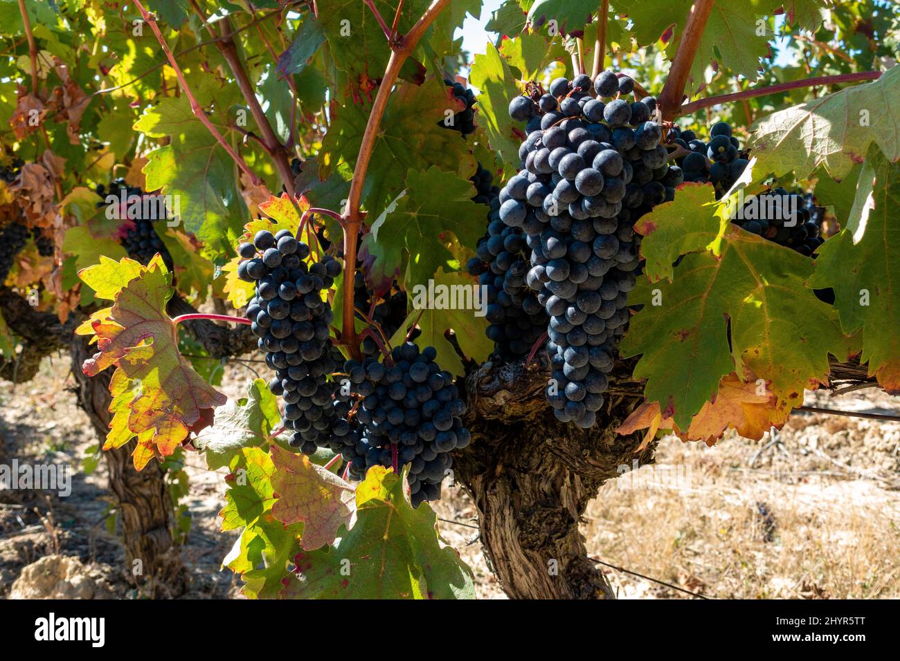 Grapevines in La Rioja Spain this variety produces deep blue-black ...