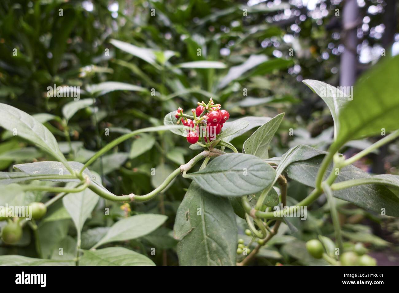Viburnum lantana plant and bloom Stock Photo - Alamy