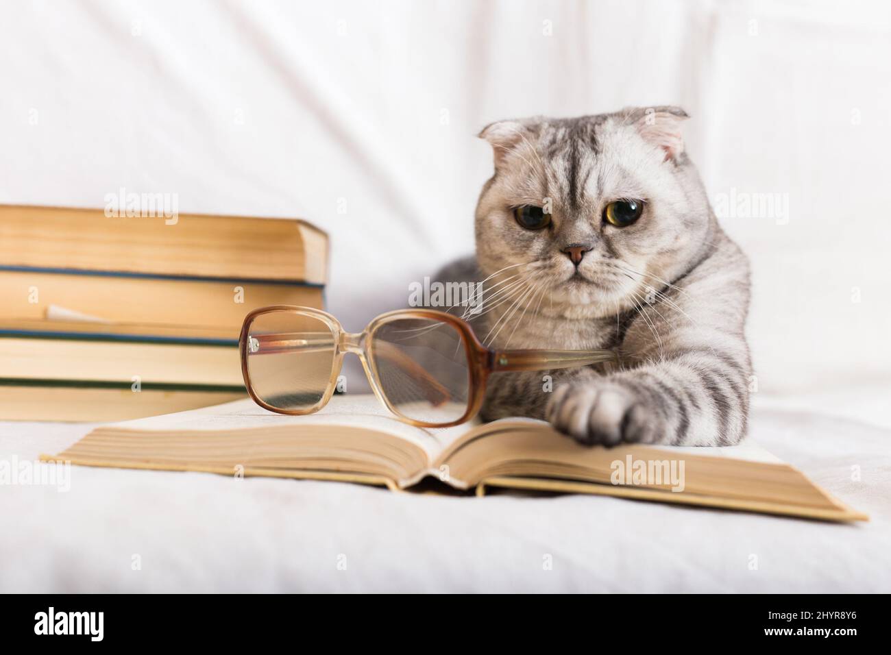 Fluffy cat and stack of books hi-res stock photography and images - Alamy
