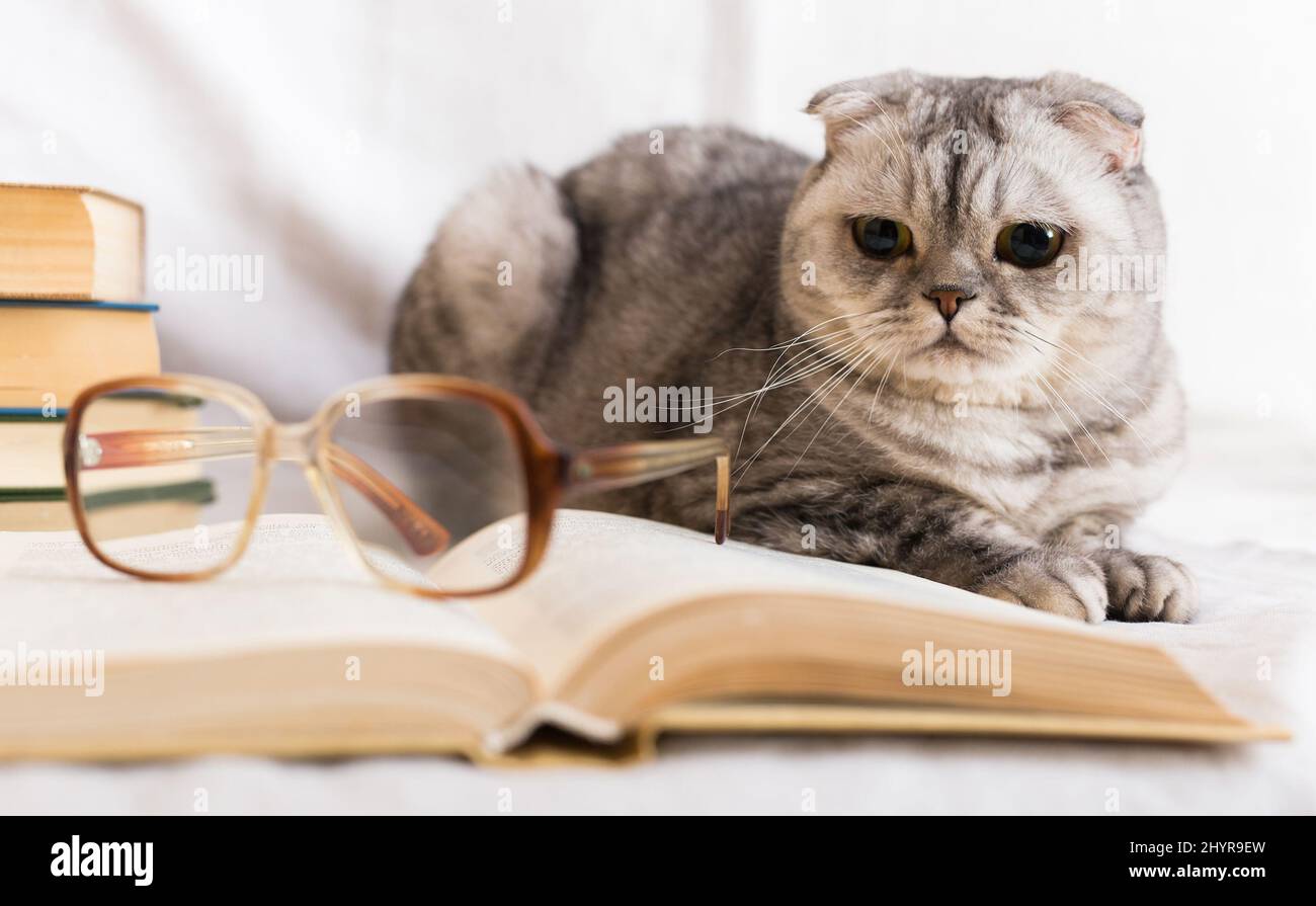 Gray cat lying near stack of books and glasses of owner Stock Photo - Alamy
