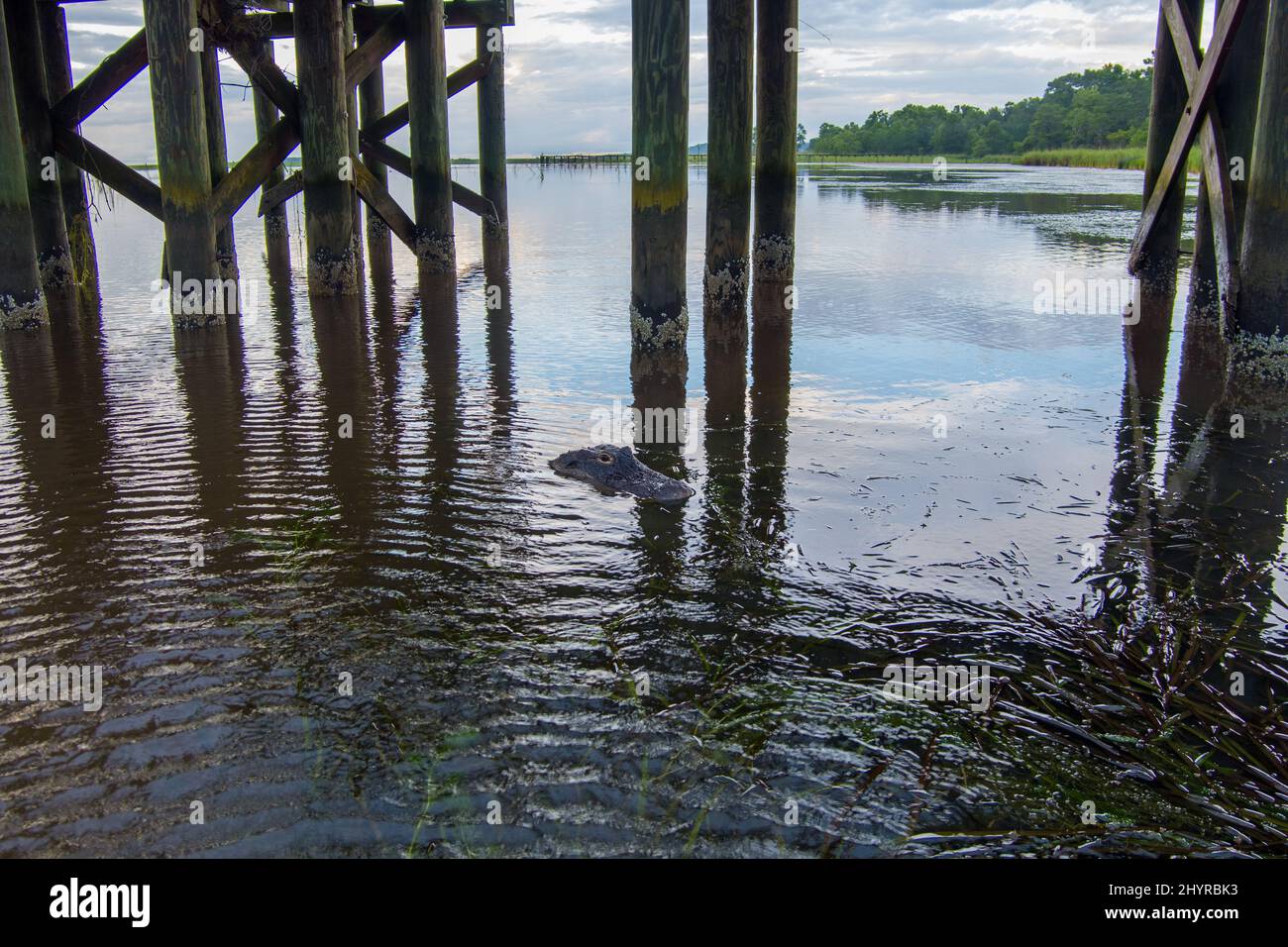 Alligators beach hi-res stock photography and images - Alamy