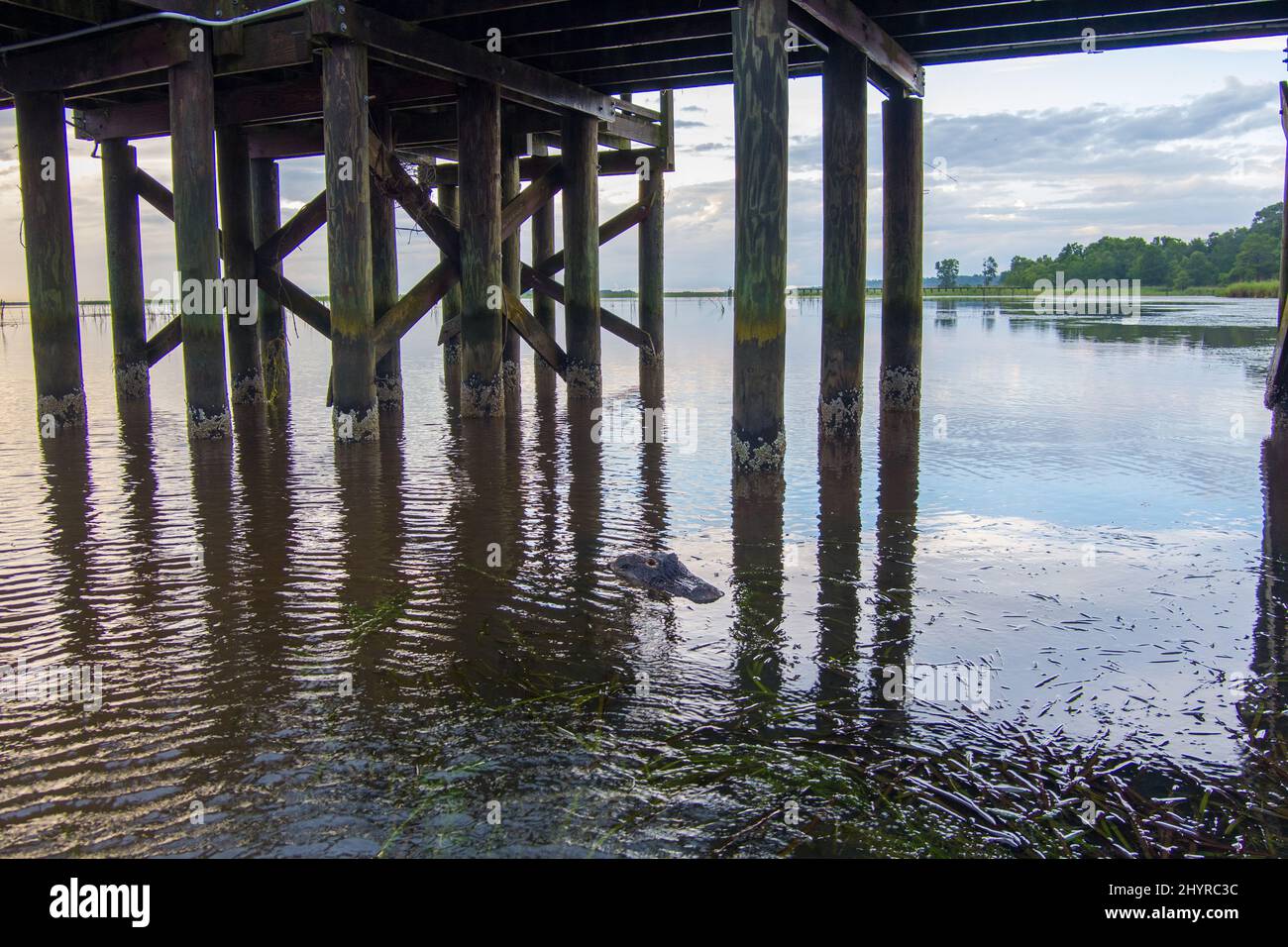 Alligators alabama hi-res stock photography and images - Alamy