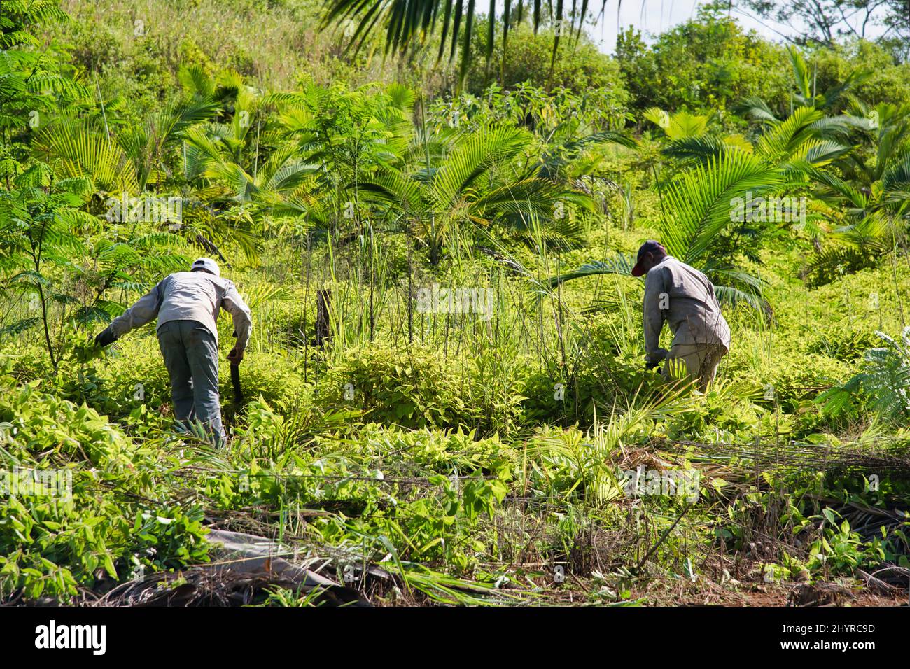 Workers in a plantation under sunny sky Stock Photo - Alamy