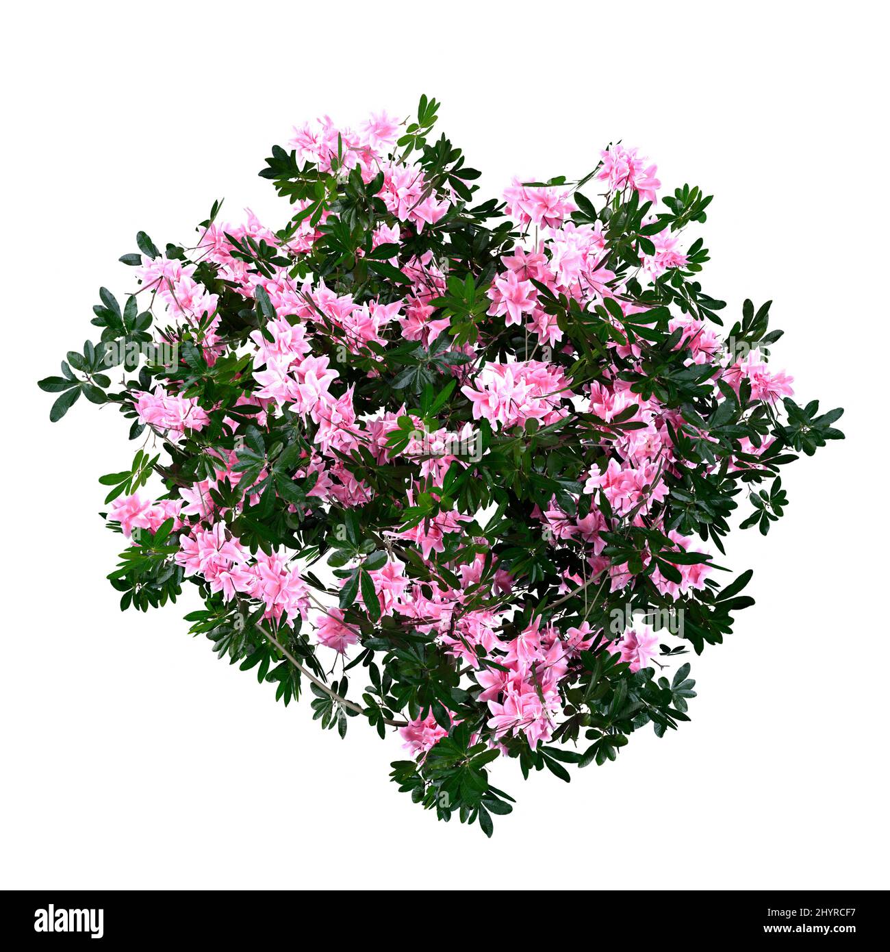 3D rendering of a blooming azalea plant isolated on white background ...