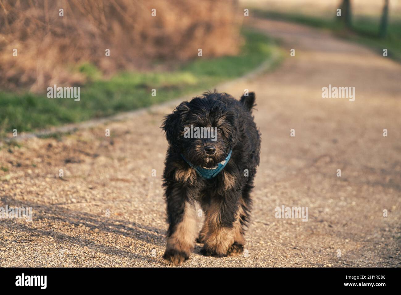 Close-up shot of a Rottle walking on a path Stock Photo - Alamy