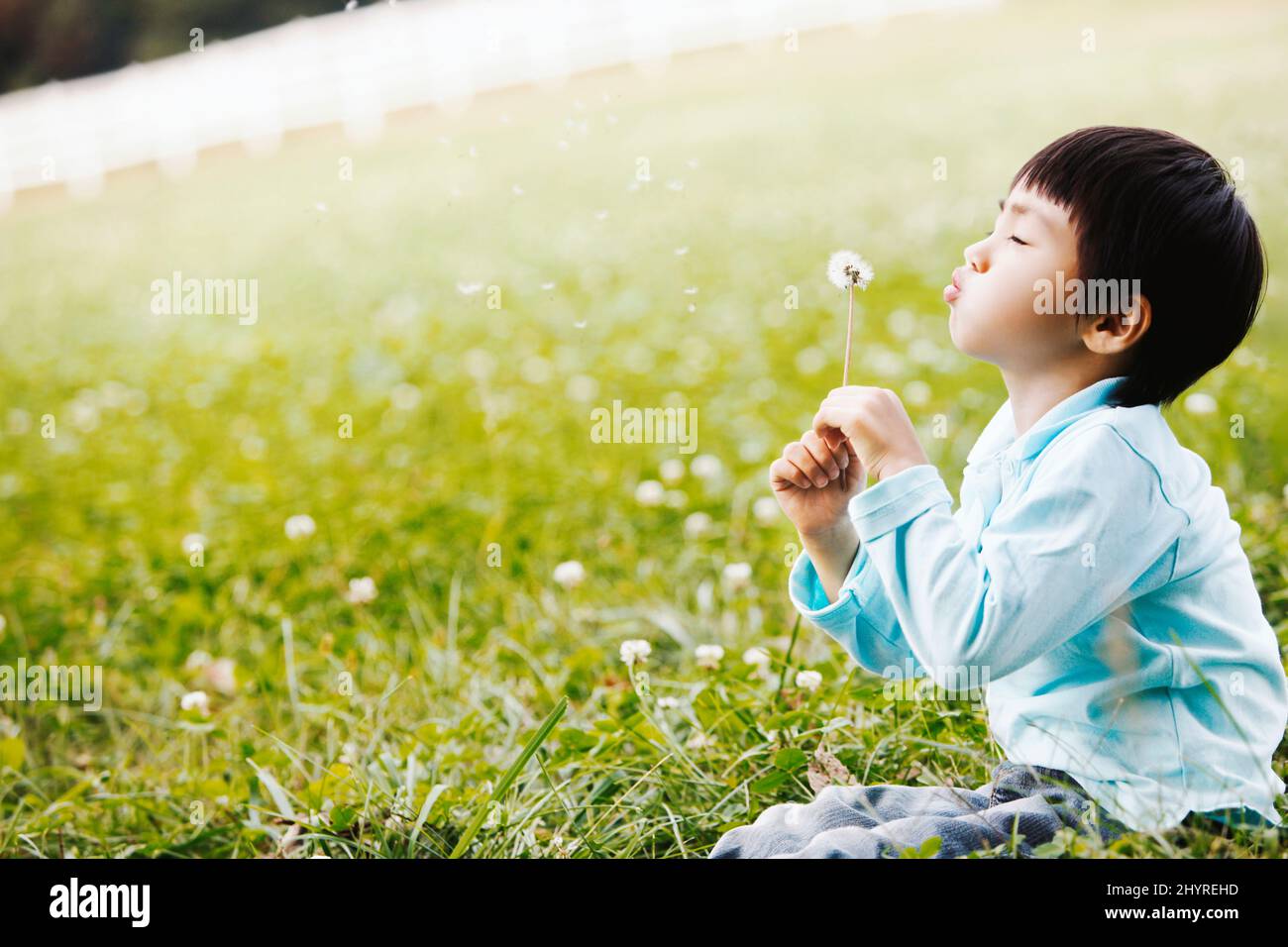 Scenery of a young child blowing dandelion spores into the wind in a ...
