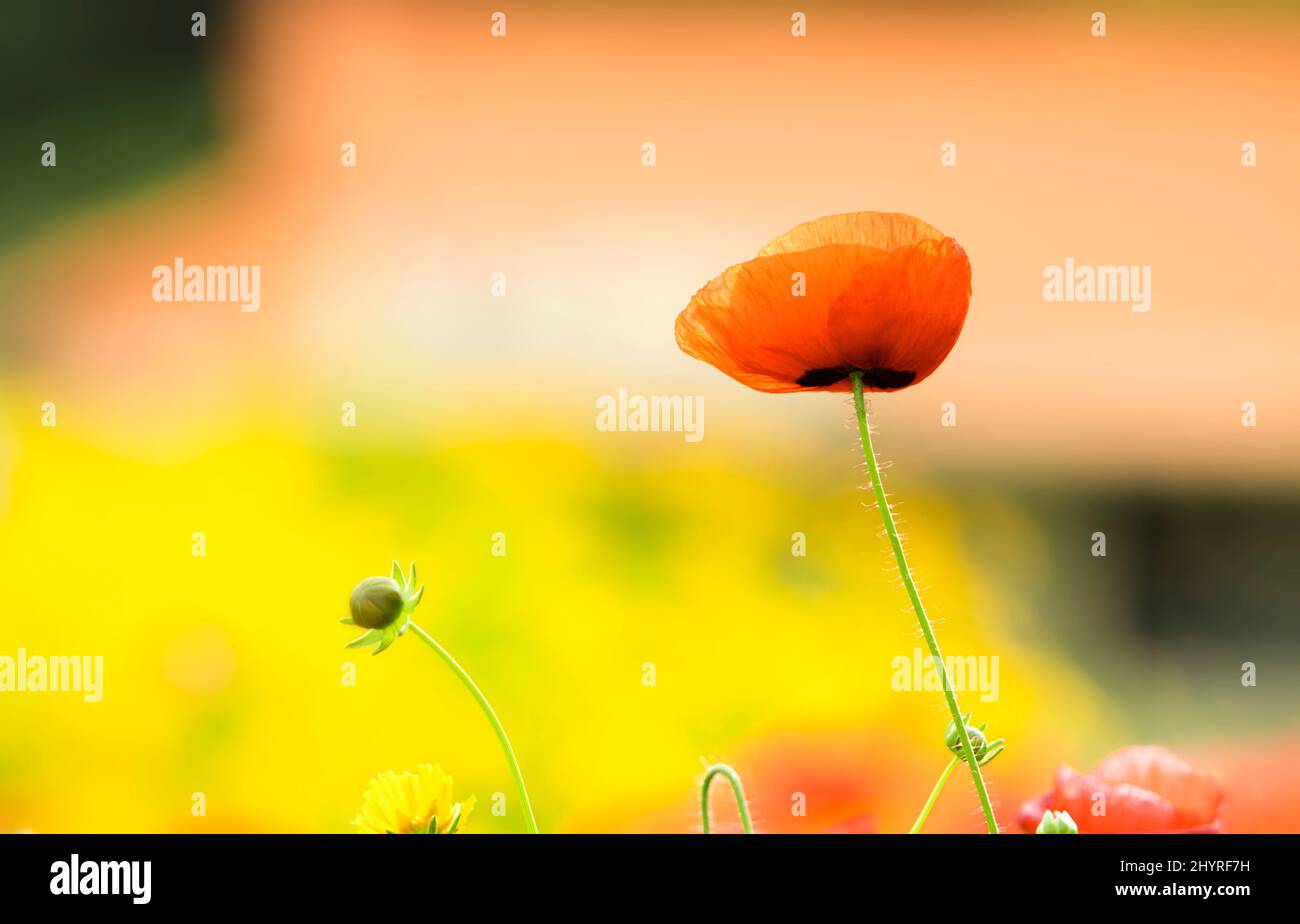 Poppy like flower hi-res stock photography and images - Alamy