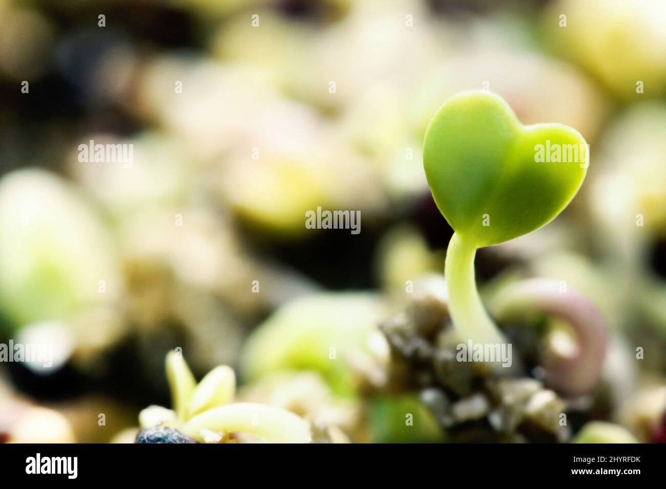 Leaves and stems of lovely heart-shaped seedlings with fresh spring ...