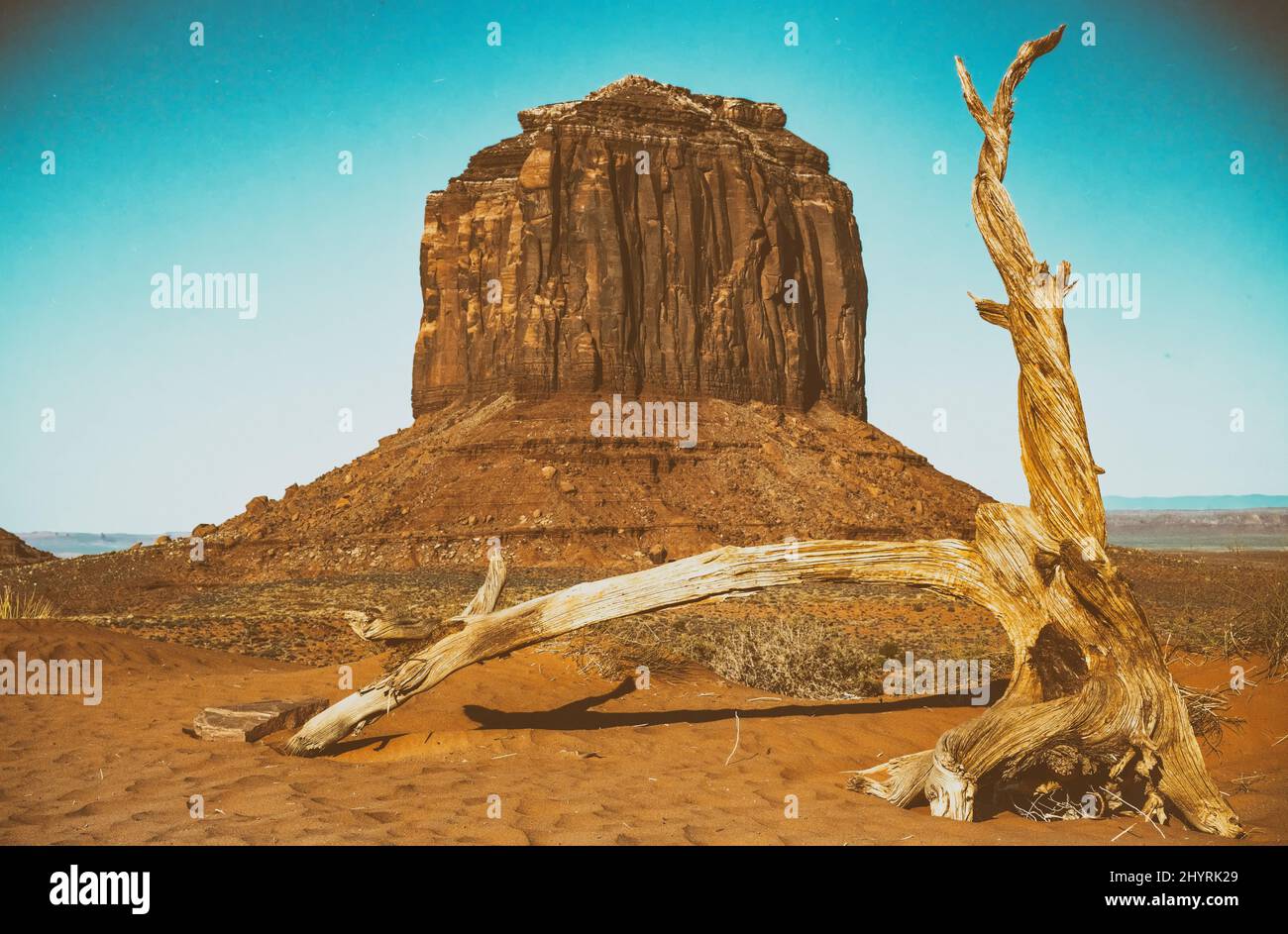 Dead tree mitten in monument hi-res stock photography and images - Alamy
