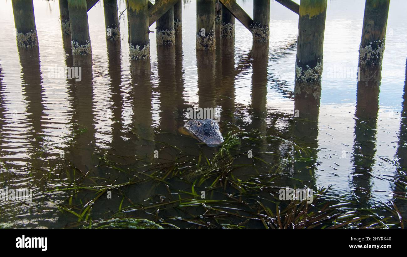 American Alligators in Mobile Bay Stock Photo - Alamy