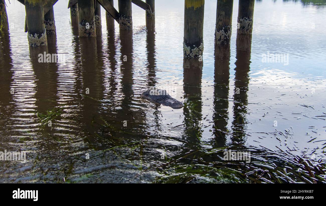 American Alligators in Mobile Bay Stock Photo - Alamy