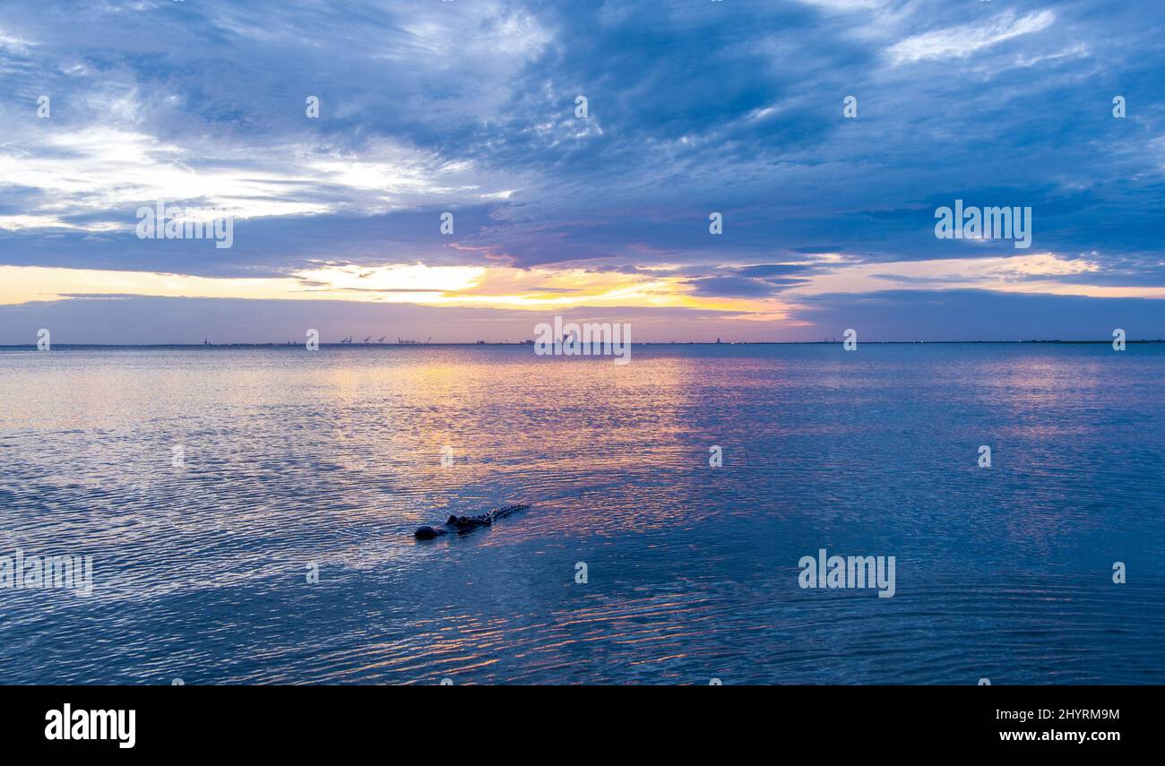American Alligators in Mobile Bay Stock Photo - Alamy