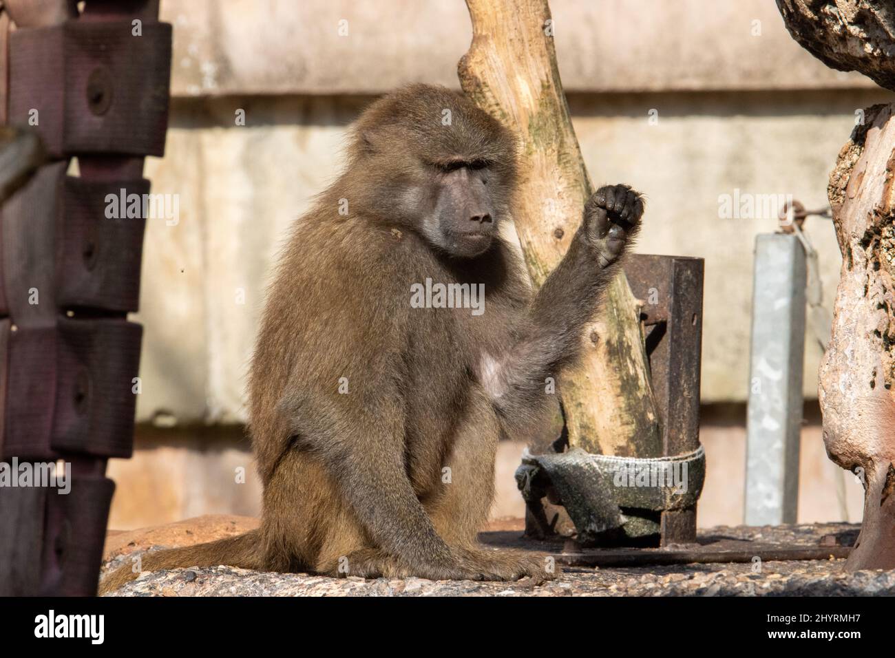 a young Hamadryas baboon (Papio hamadryas) sat with one arm raised ...