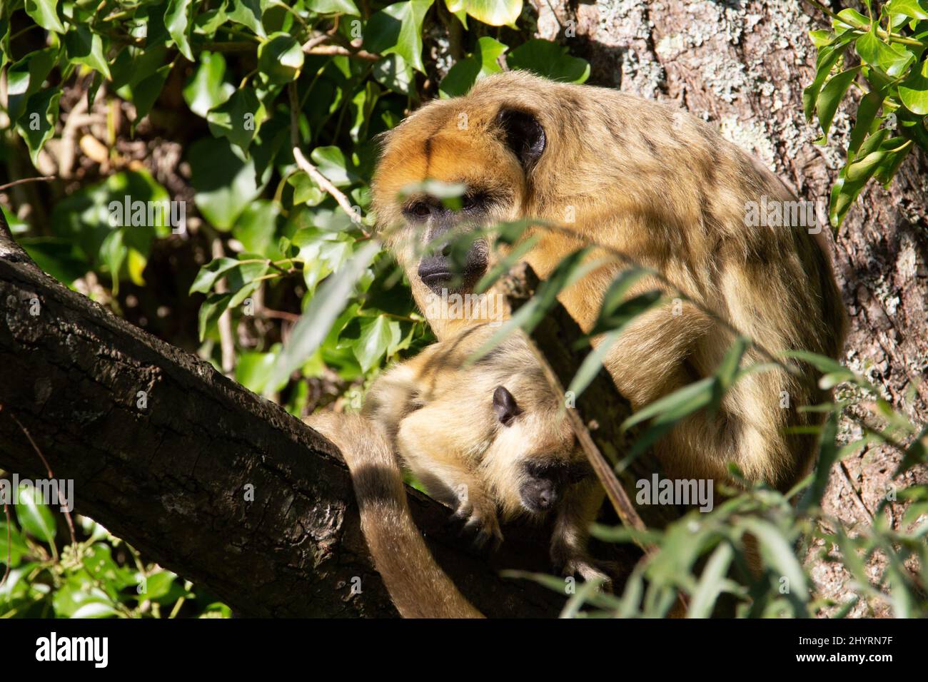 Black Howler Monkey (Alouatta caraya) a female and young black howler ...