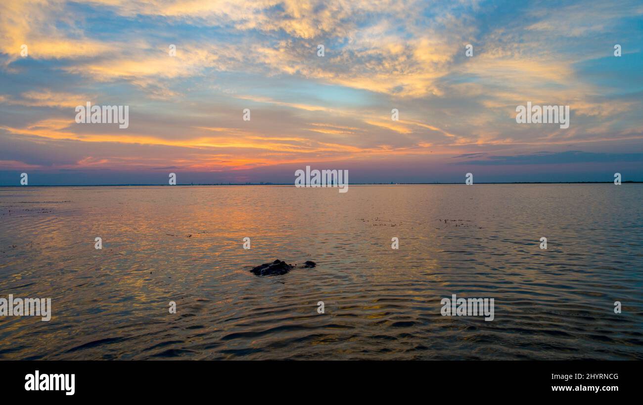 American Alligators in Mobile Bay Stock Photo - Alamy