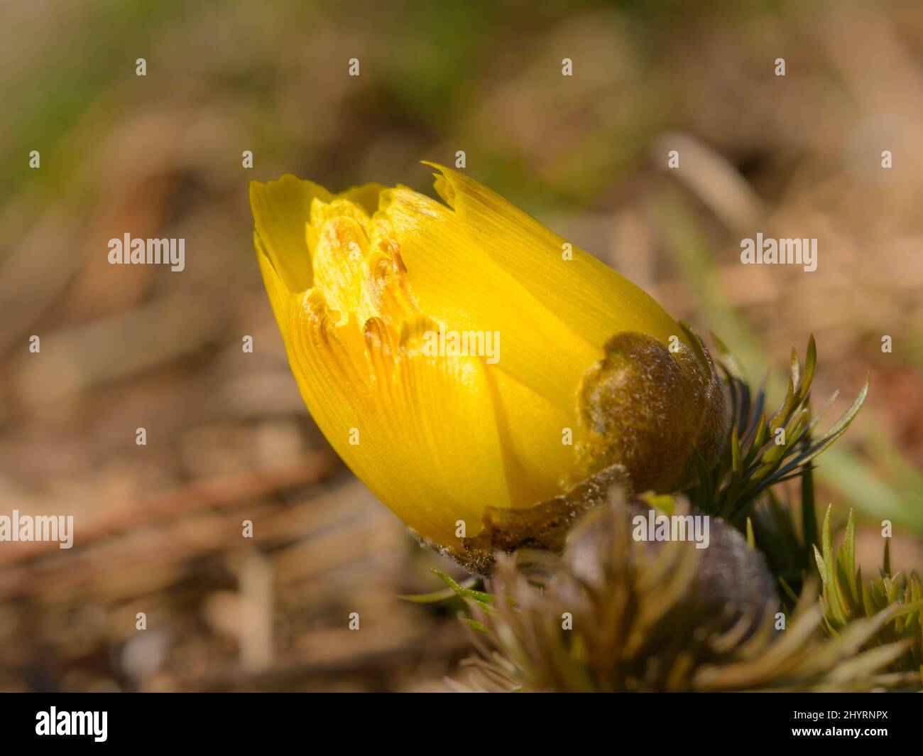 Closeup of pheasants eye flowers (Adonis vernalis) on a sunny day in ...