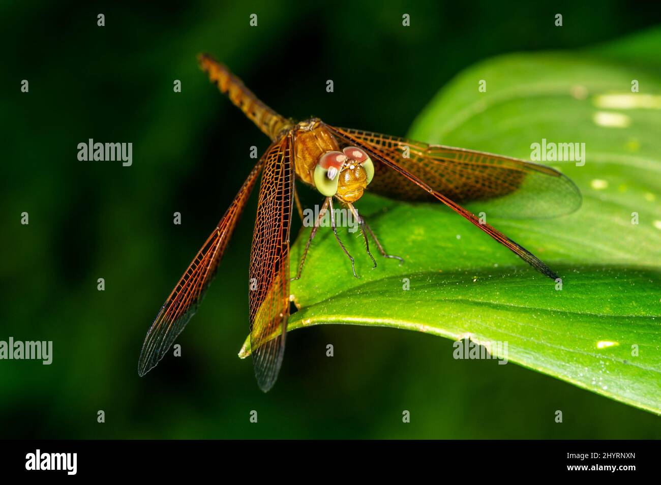 Red Grasshawk Dragonfly Stock Photo - Alamy