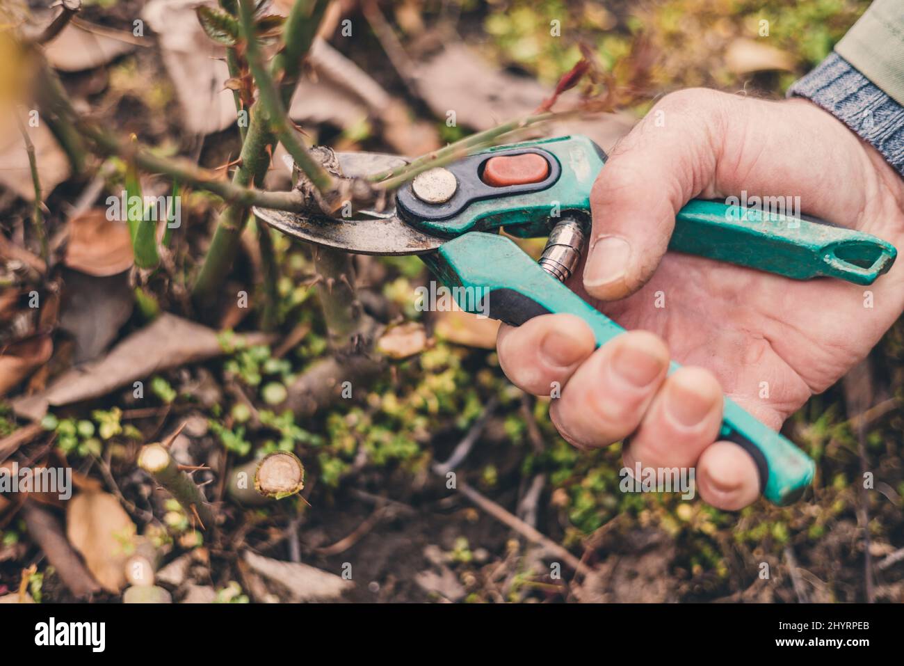 Farmer with pruner shears the branches of rose bush. Pruning plants in ...