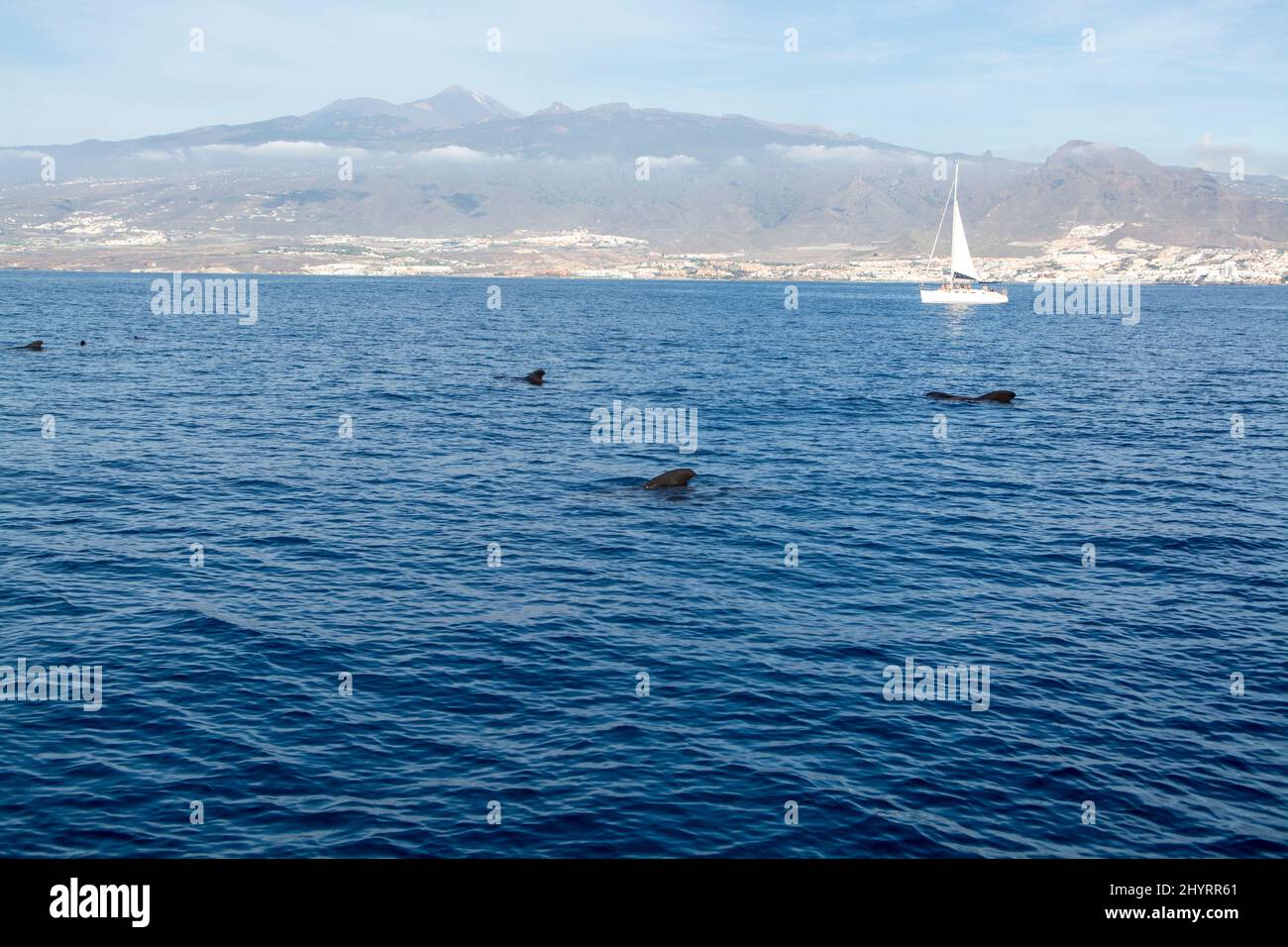 Whales watching from boat, spotted family of whales near coast of ...