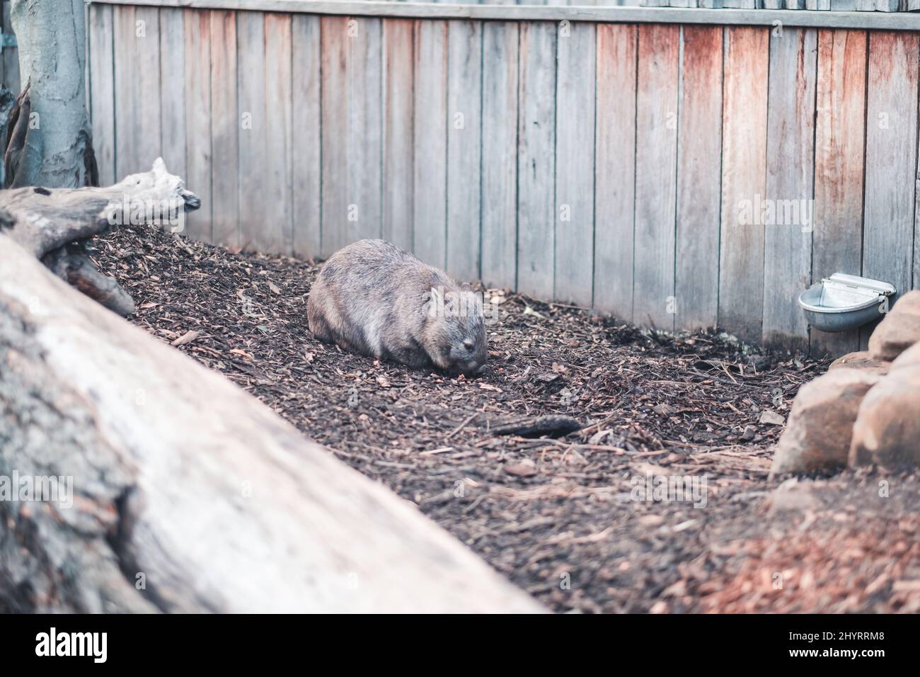 Wombat in zoo hi-res stock photography and images - Alamy
