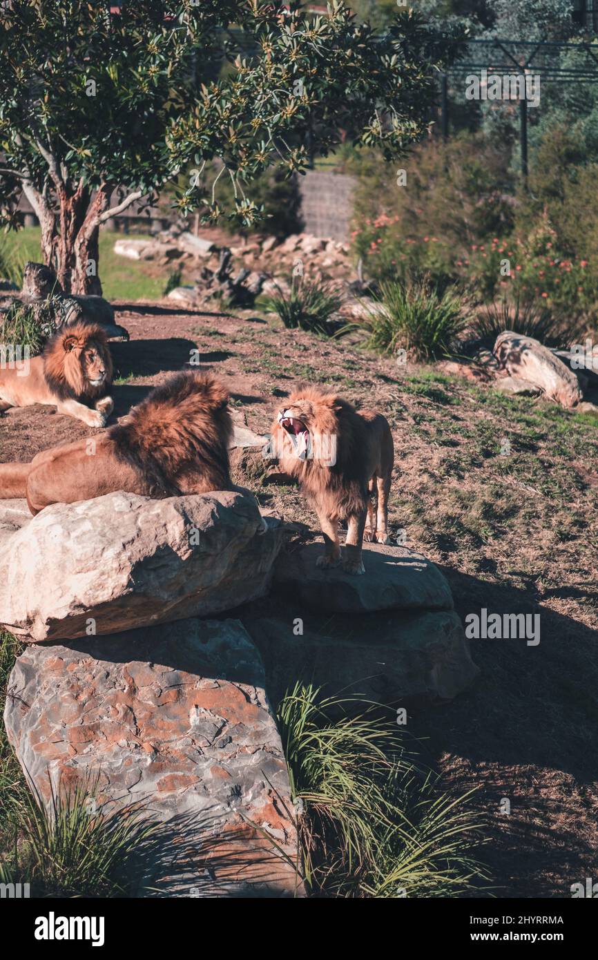 Vertical shot of a lion pride in a zoo Stock Photo - Alamy