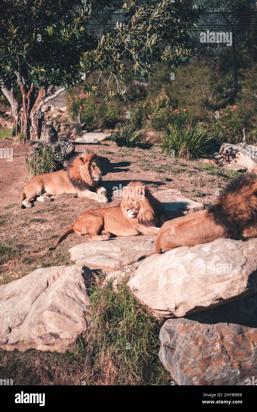 A vertical shot of a lion pride in a zoo Stock Photo - Alamy