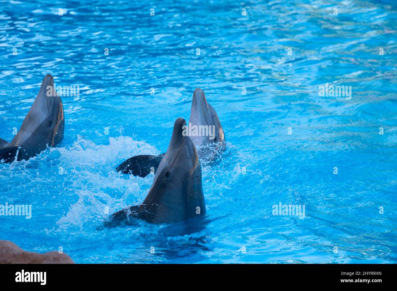 Trained sea animals dolphins perform in blue pool in front of tourists ...