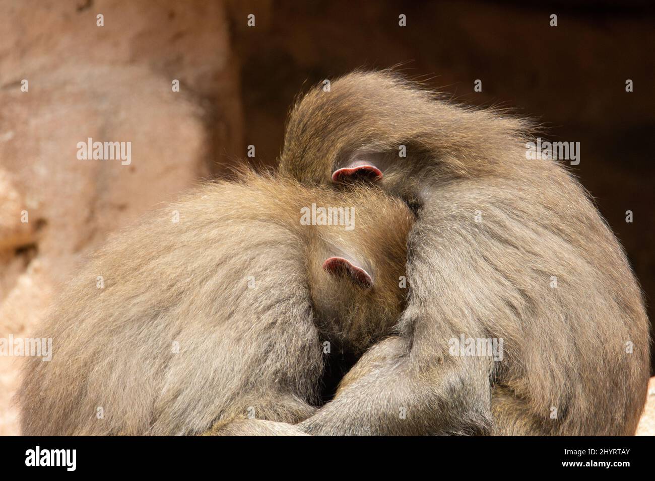 Hamadryas baboon (Papio hamadryas) two female hamadryas baboon sleeping ...