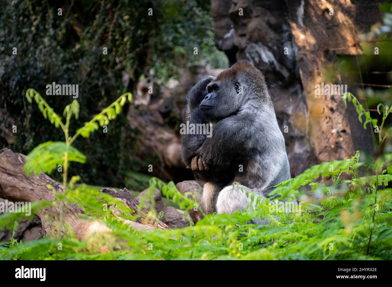 Gorilla herbivorous, great black ape inhabit tropical forests of ...