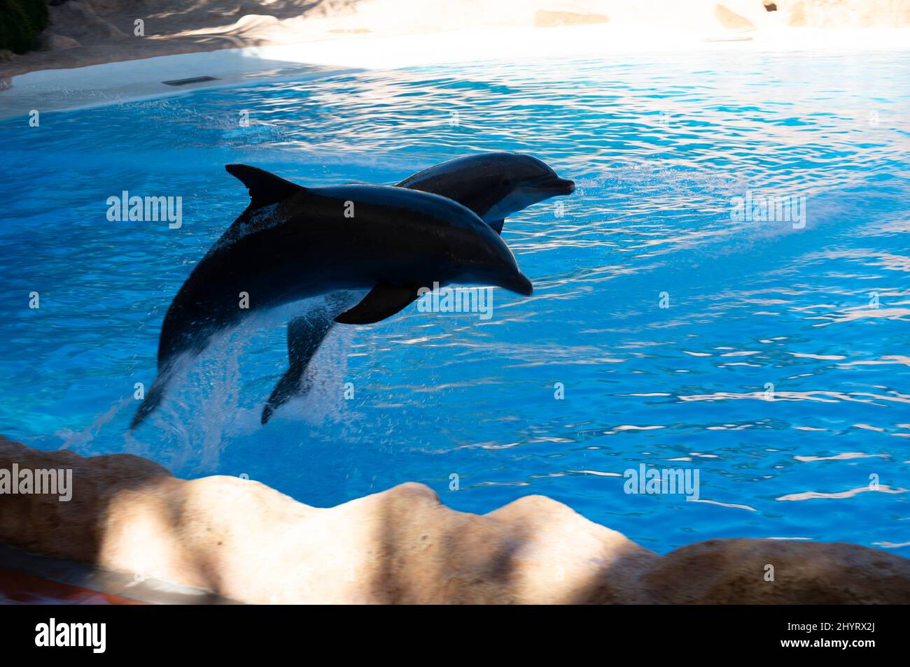 Trained sea animals dolphins perform in blue pool in front of tourists ...