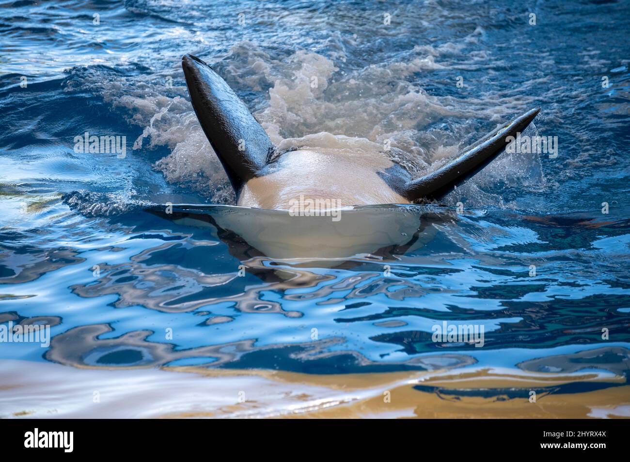 Trained big black and white orcas whales perform in blue pool in front ...