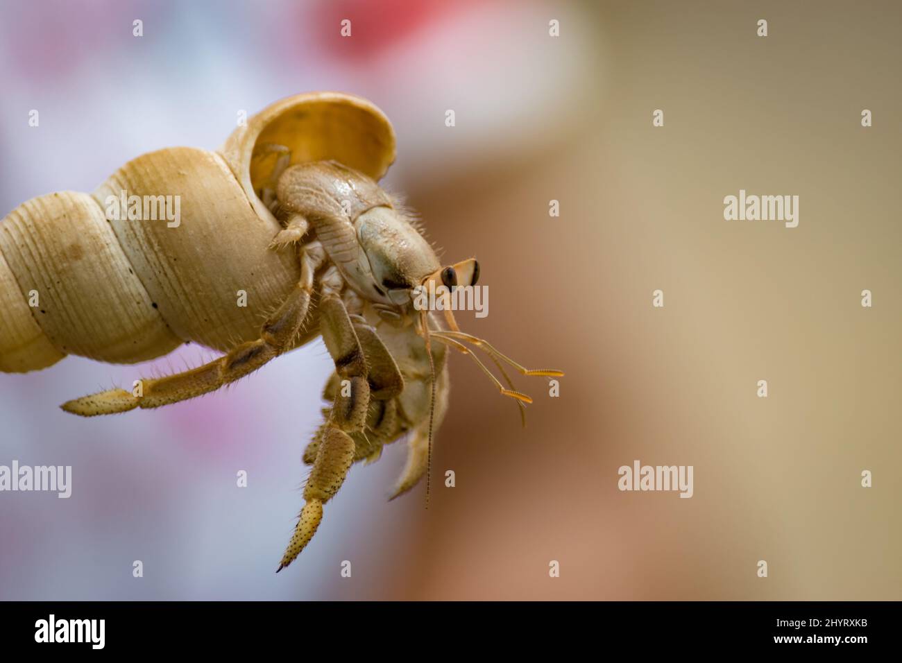 Adetomyrma venatrix hi-res stock photography and images - Alamy