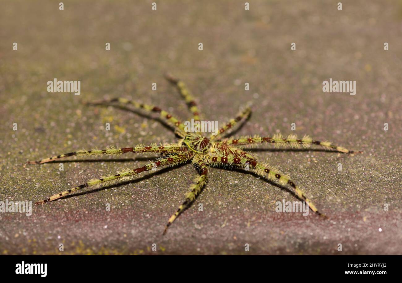 Lichen Huntsman Spider, (Heteropoda boiei) in Taman Negara, Malaysia ...