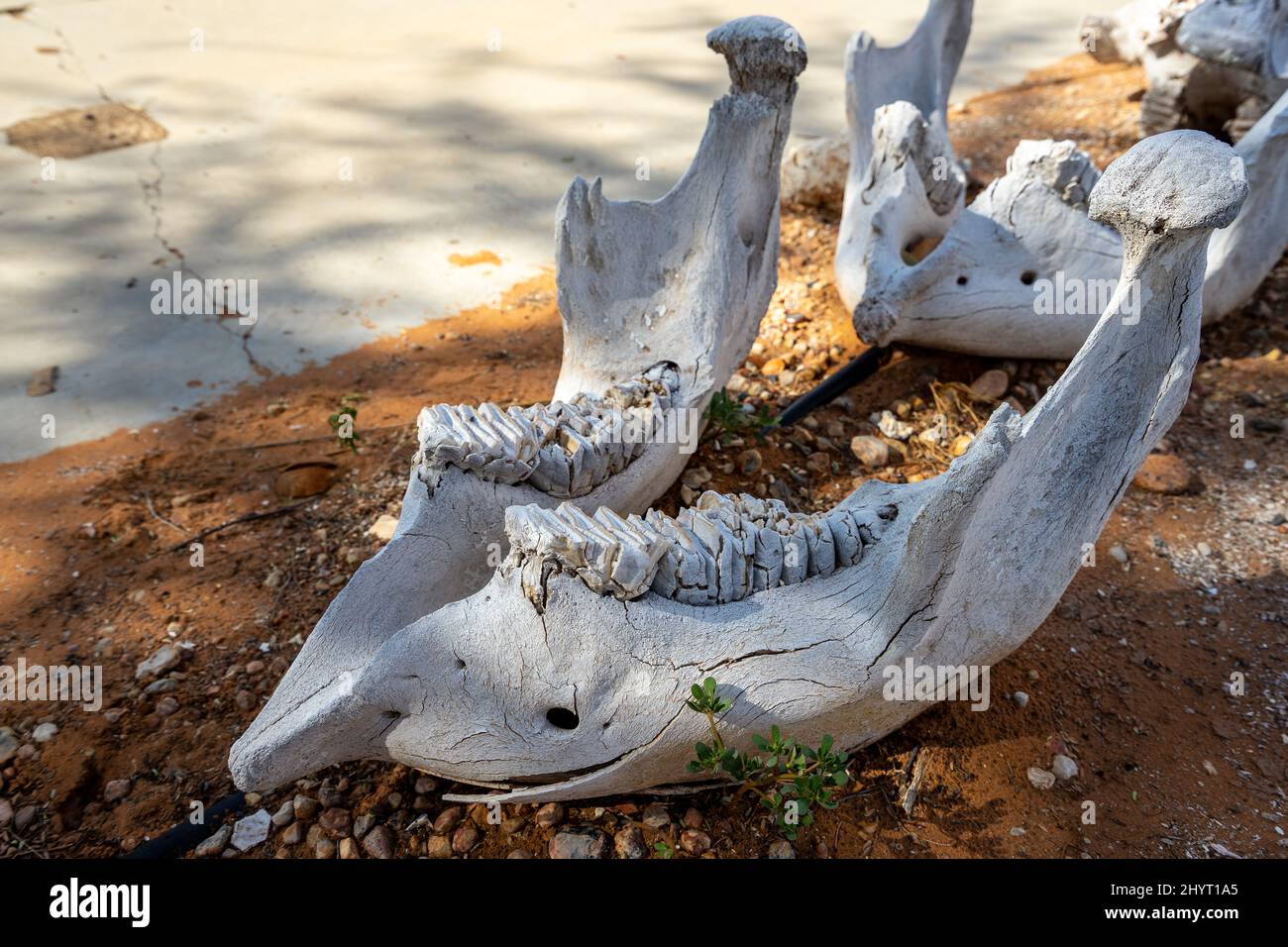 Lower jaw of an Elephant Stock Photo - Alamy