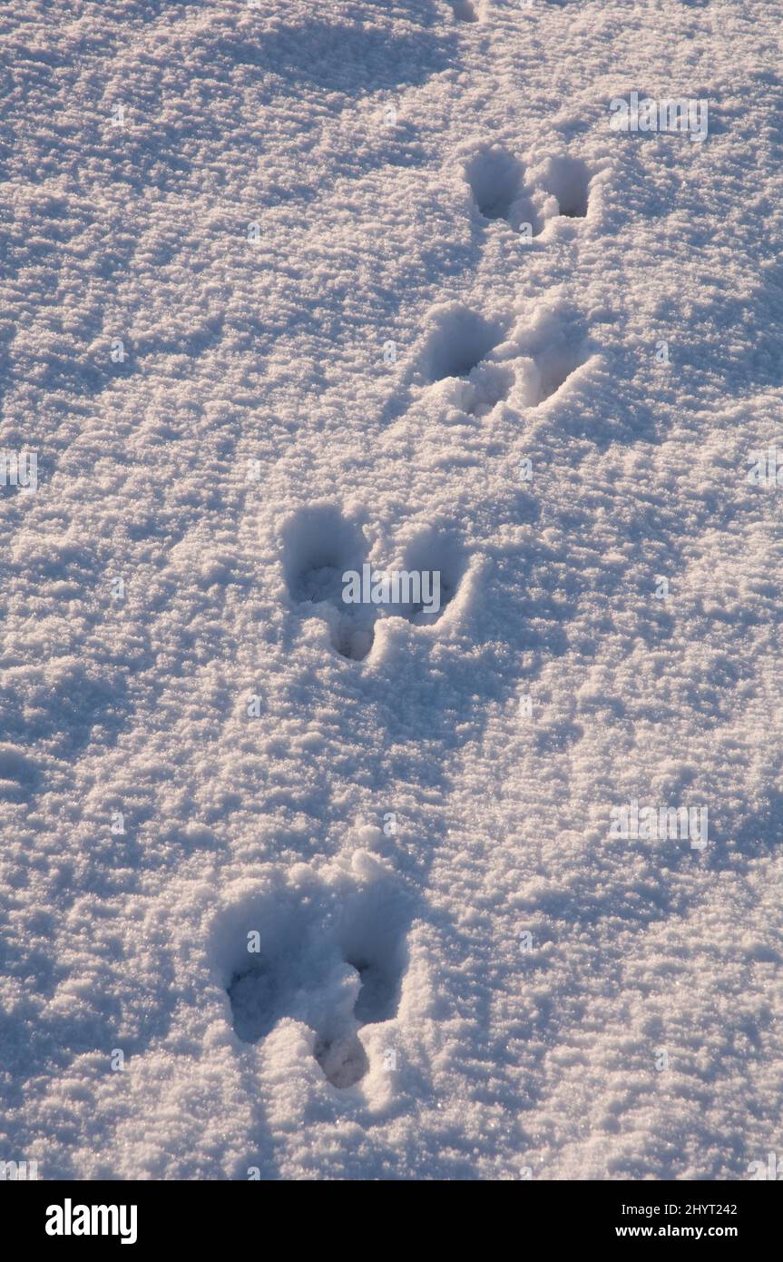 Rabbit tracks in the snow Stock Photo - Alamy